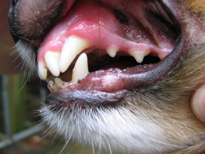 Example of lance canine tooth [IMAGE] | EurekAlert! Science News Releases