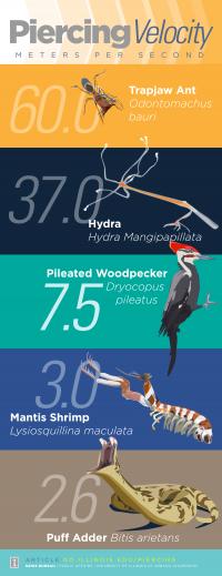 Researcher studies how animals puncture thing | EurekAlert!