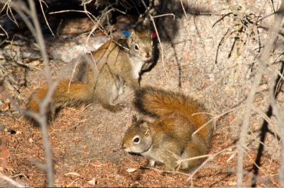 Red Squirrel Mating Chase [IMAGE] | EurekAlert! Science News Releases