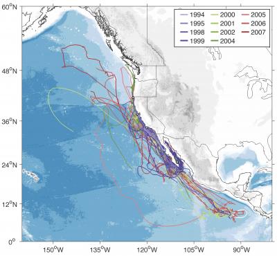 Whale Tracks [IMAGE] | EurekAlert! Science News Releases