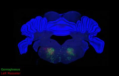 Mouse Brain [IMAGE] | EurekAlert! Science News Releases
