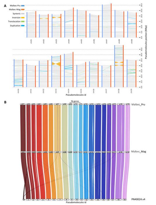 Synteny analysis based on the [IMAGE] | EurekAlert! Science News Releases