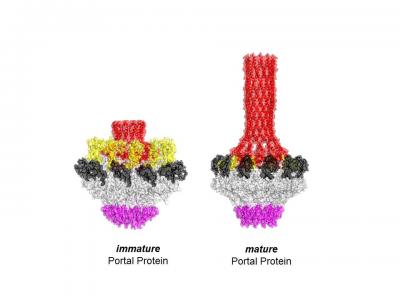 A Protein DNA Sensor [IMAGE] | EurekAlert! Science News Releases