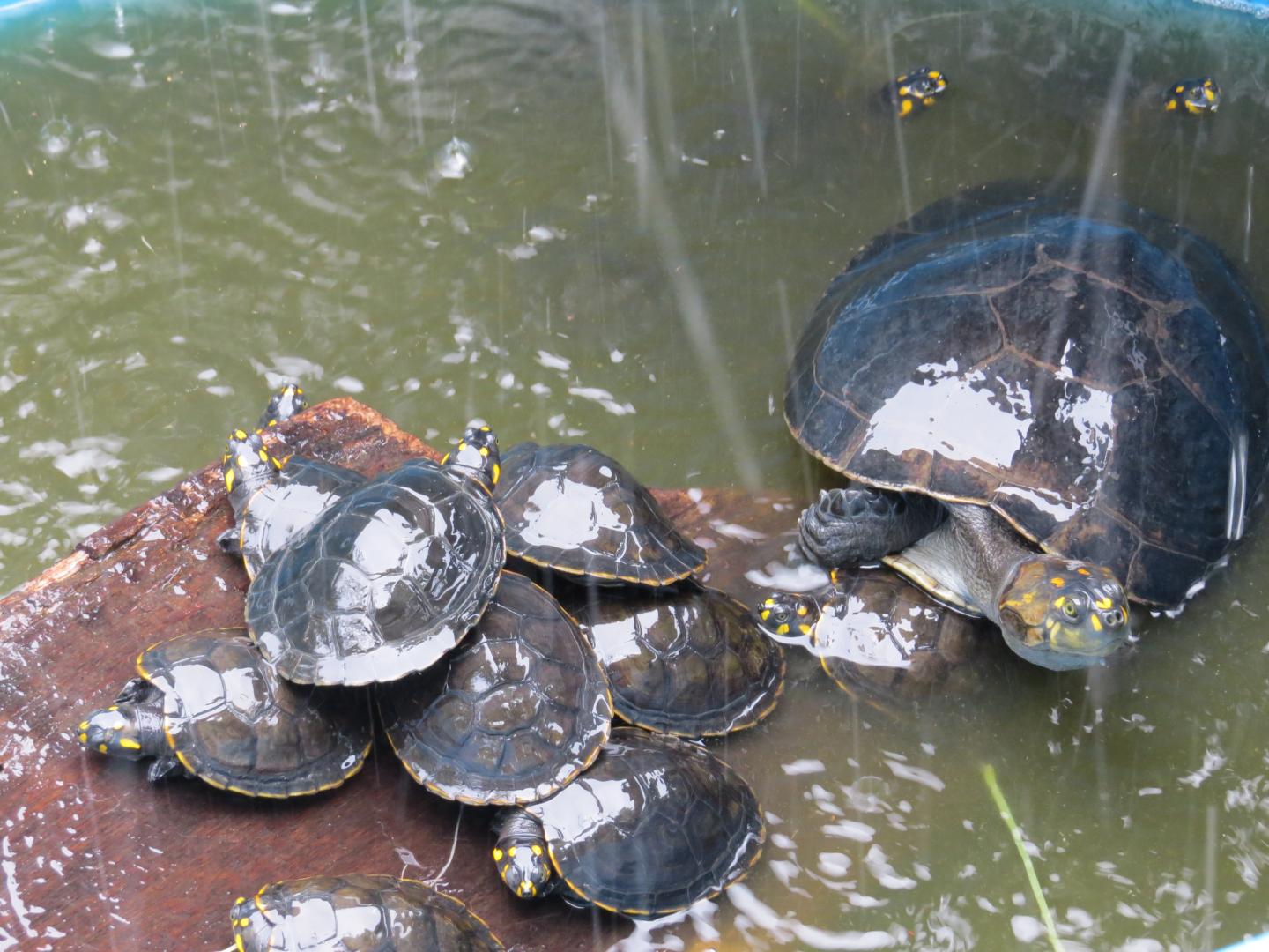 Yellow-Spotted River Turtle [IMAGE] | EurekAlert! Science News Releases