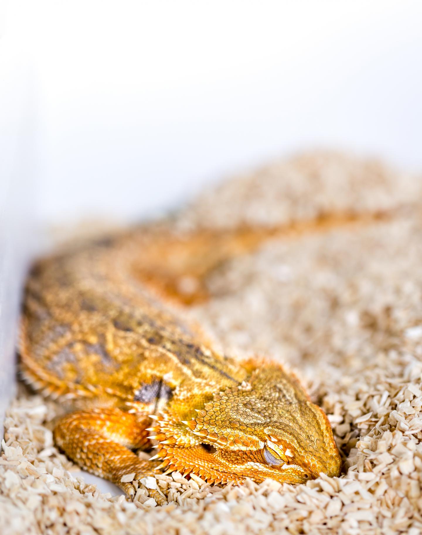 Reptiles Share Sleep Patterns [IMAGE] | EurekAlert! Science News Releases