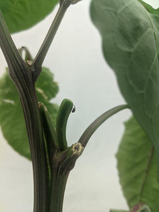 Pepper Weevil (Anthonomus euge [IMAGE] | EurekAlert! Science News Releases