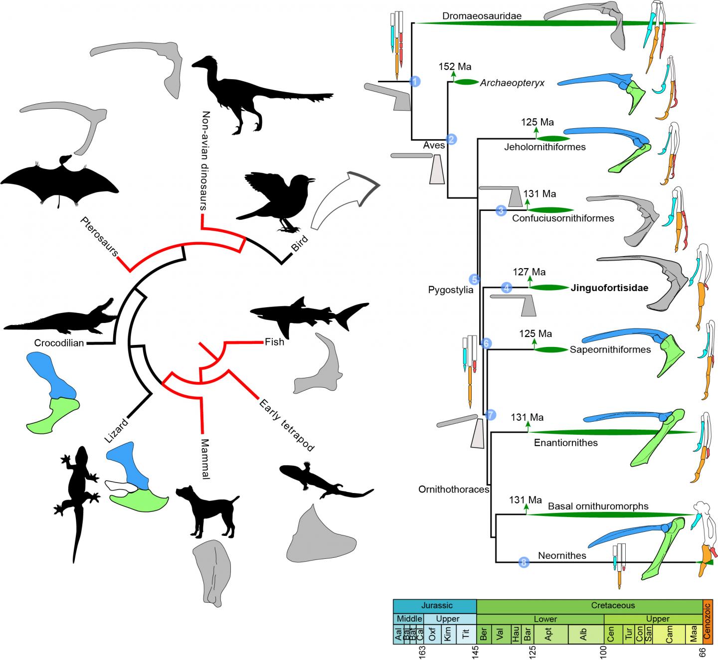 Major Changes of the Coracoid [IMAGE] | EurekAlert! Science News Releases