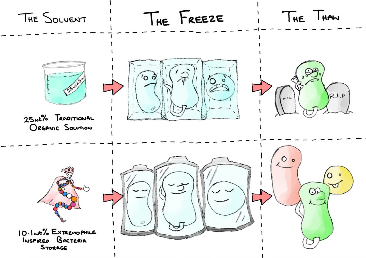 Cryopreservation Cartoon [IMAGE] | EurekAlert! Science News Releases