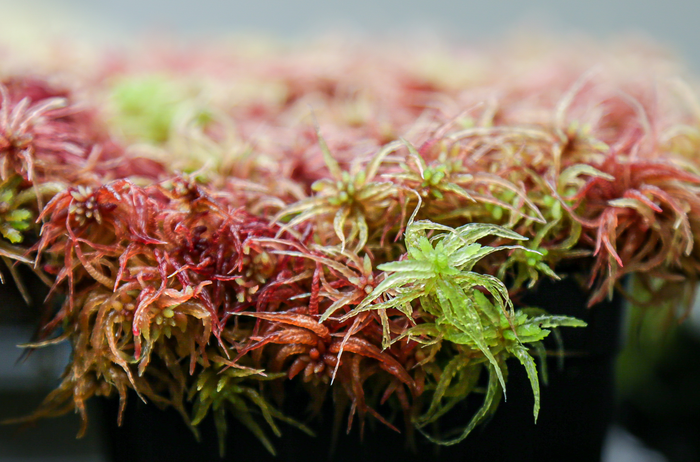 Sphagnum moss [IMAGE] | EurekAlert! Science News Releases
