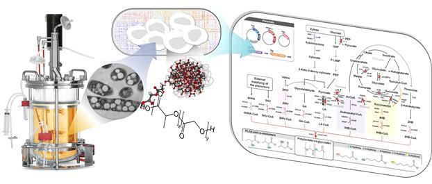 Non-natural biomedical polymers produced from | EurekAlert!
