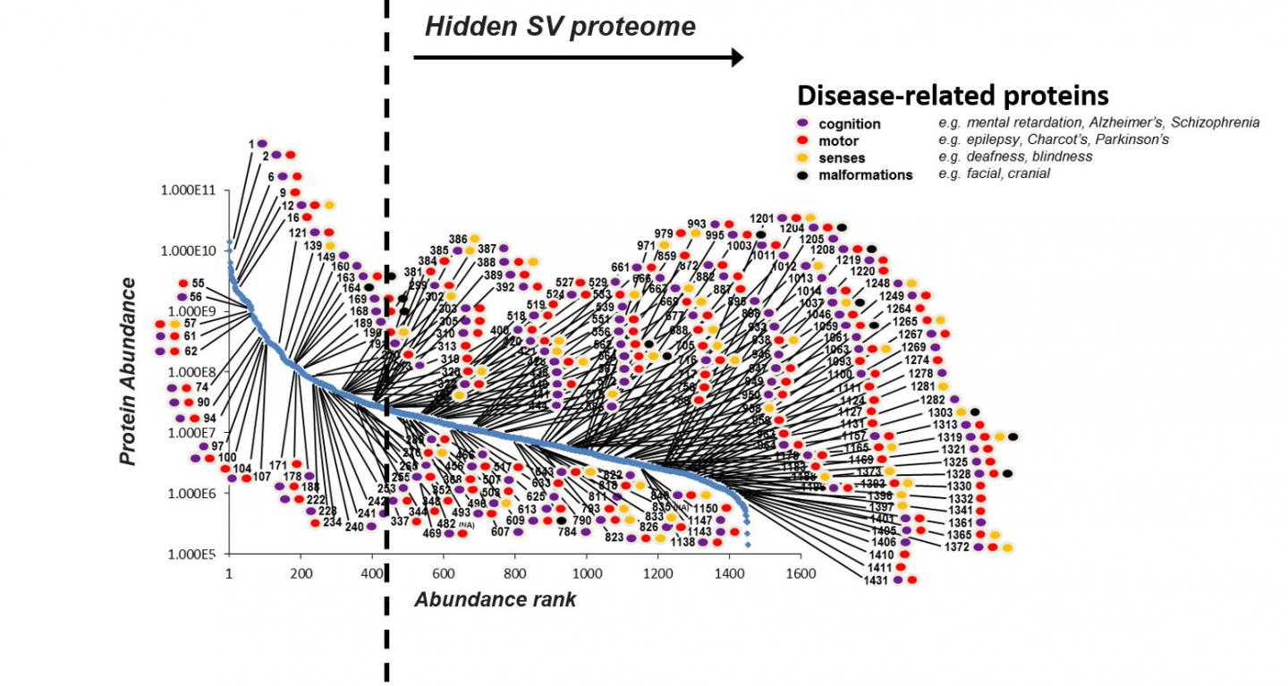 Brain disease related SV prote [IMAGE] | EurekAlert! Science News Releases