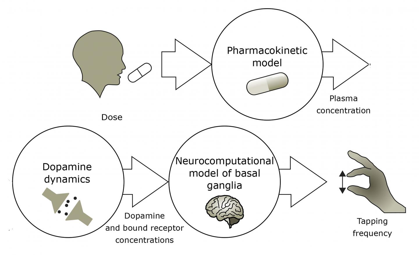 Finding right drug balance for Parkinson's pa | EurekAlert!