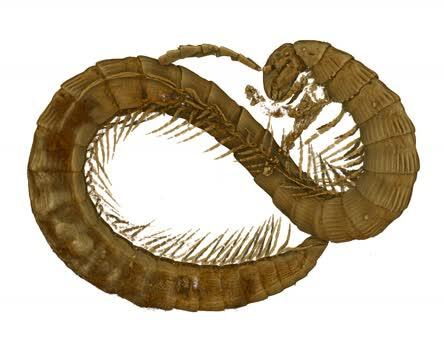 Dwarfs under dinosaur legs: 99-million-year-o | EurekAlert!