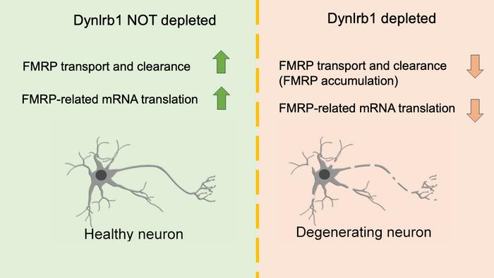 Schematic representation of he [IMAGE] | EurekAlert! Science News Releases
