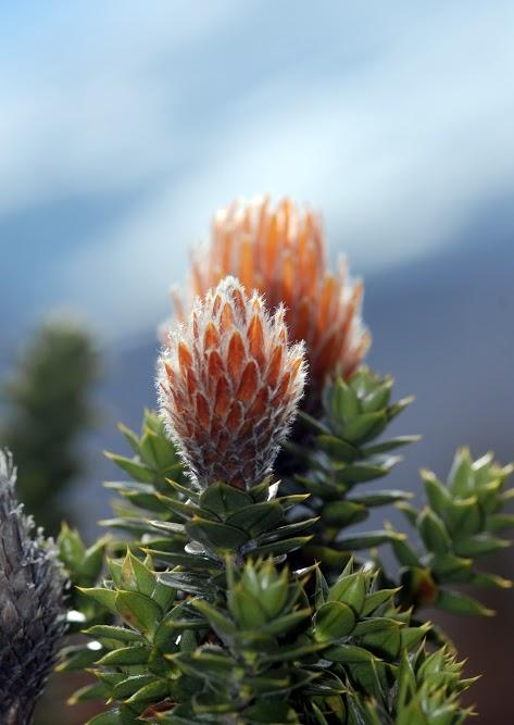 Flower of the Andes [IMAGE] | EurekAlert! Science News Releases