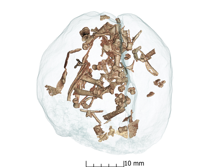 Mussaurus Patagonicus embryo C [IMAGE] | EurekAlert! Science News Releases