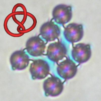 Can You Tie It in a Knot? Knot [IMAGE] | EurekAlert! Science News Releases