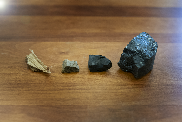 Coal creation mechanism uncovered | EurekAlert!