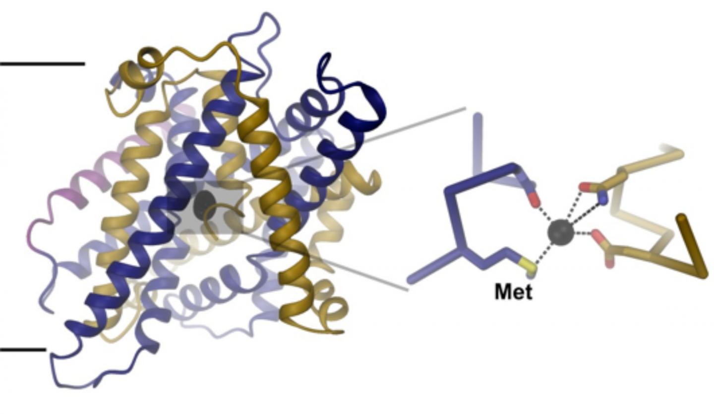 Structure of an iron-transport protein reveal | EurekAlert!
