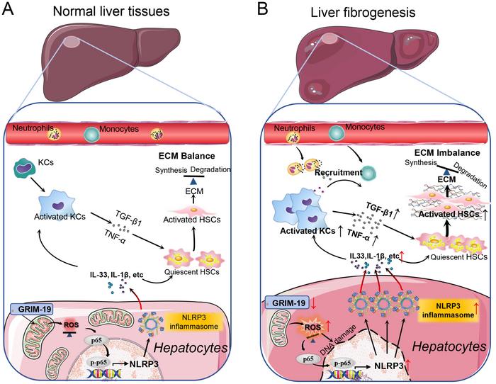 Mitochondrial GRIM19 Loss Indu [IMAGE] | EurekAlert! Science News Releases