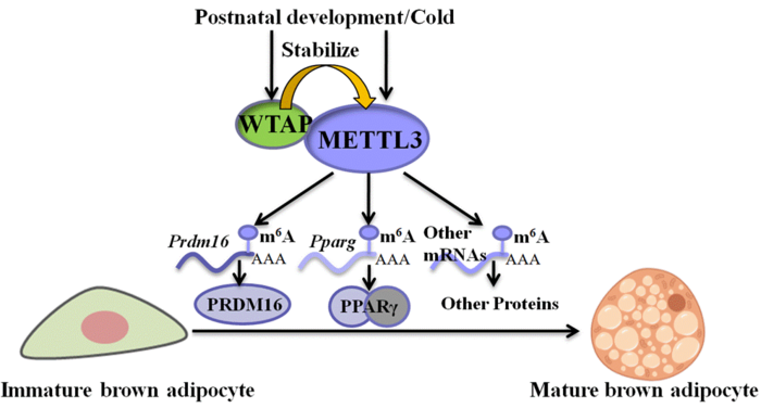 WTAP regulates the postnatal development and | EurekAlert!