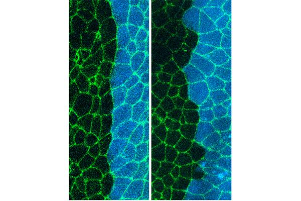 Protein Tells Developing Cells [IMAGE] | EurekAlert! Science News Releases