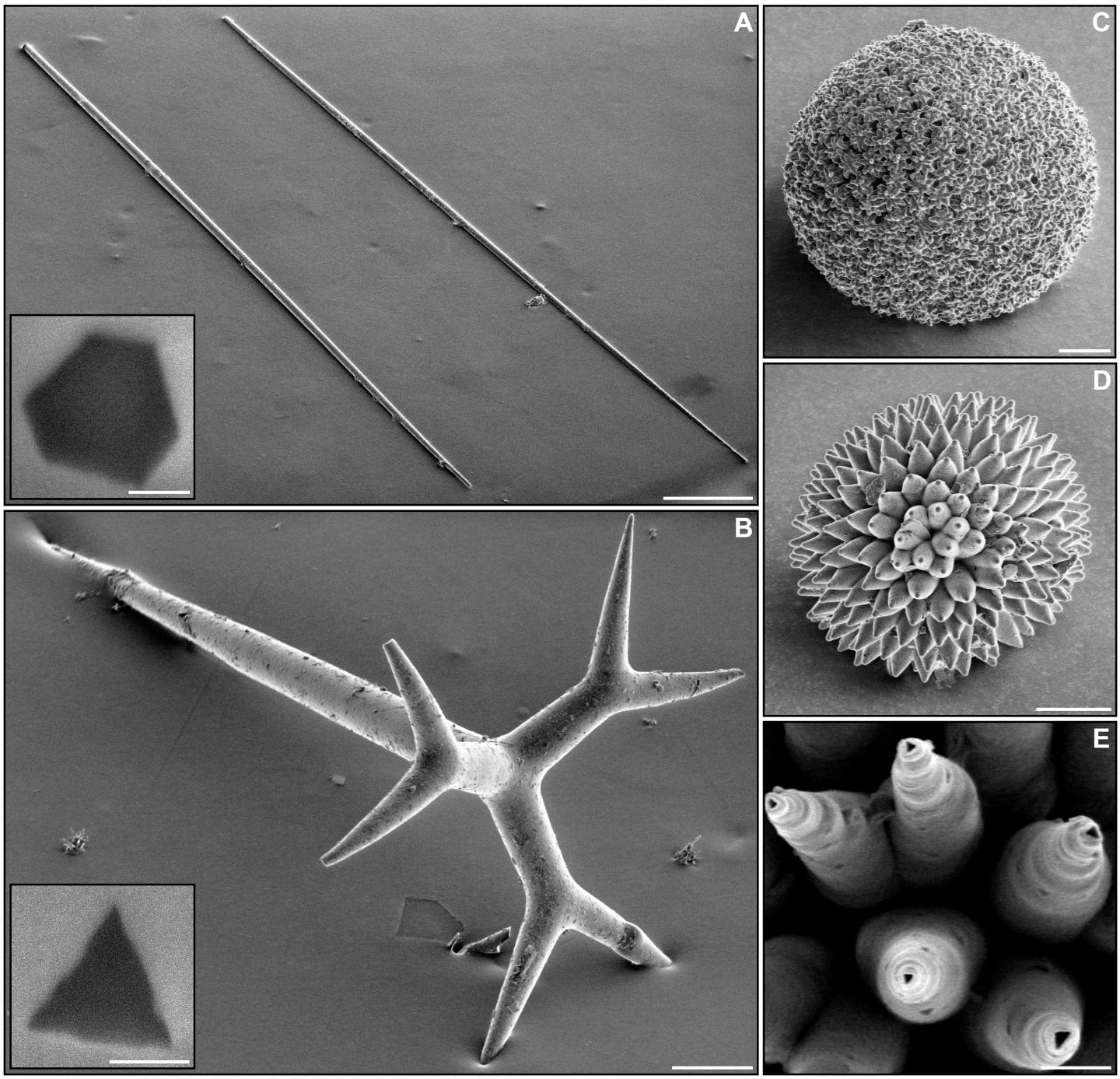 How Marine Sponges Form Spiky Glass Structure | EurekAlert!