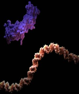 New DNA modification 'signature' discovered i | EurekAlert!