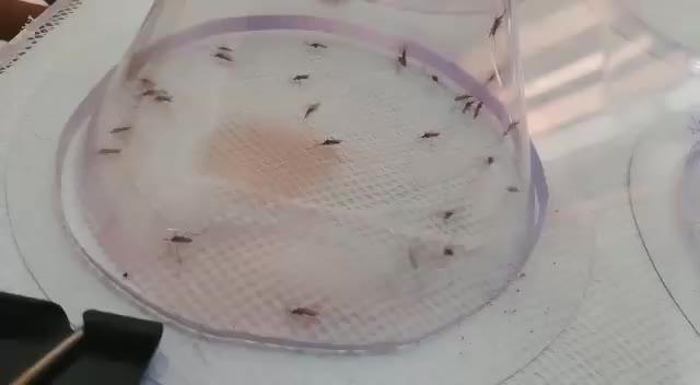 Tracing the Genetic Origins of Insecticide Re | EurekAlert!