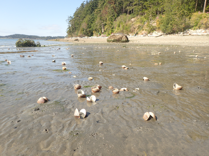 Shellfish die-off [IMAGE] | EurekAlert! Science News Releases
