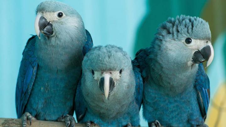 Spix's macaw [IMAGE] | EurekAlert! Science News Releases