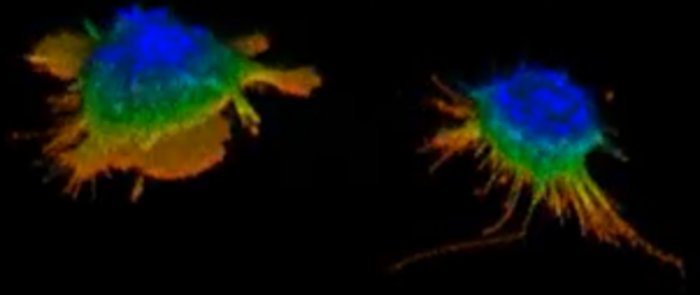 U of T researchers identify how cells move fa | EurekAlert!