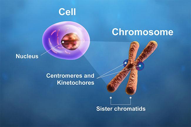 Chromosome [IMAGE] | EurekAlert! Science News Releases
