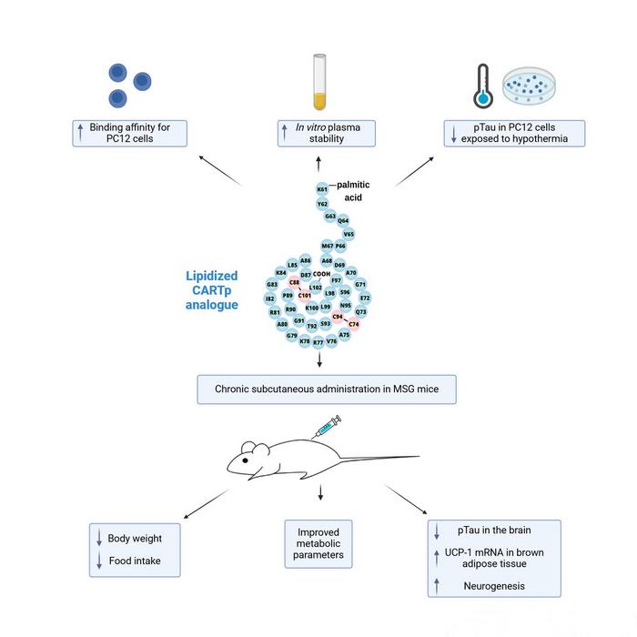 Graphical abstract [IMAGE] | EurekAlert! Science News Releases