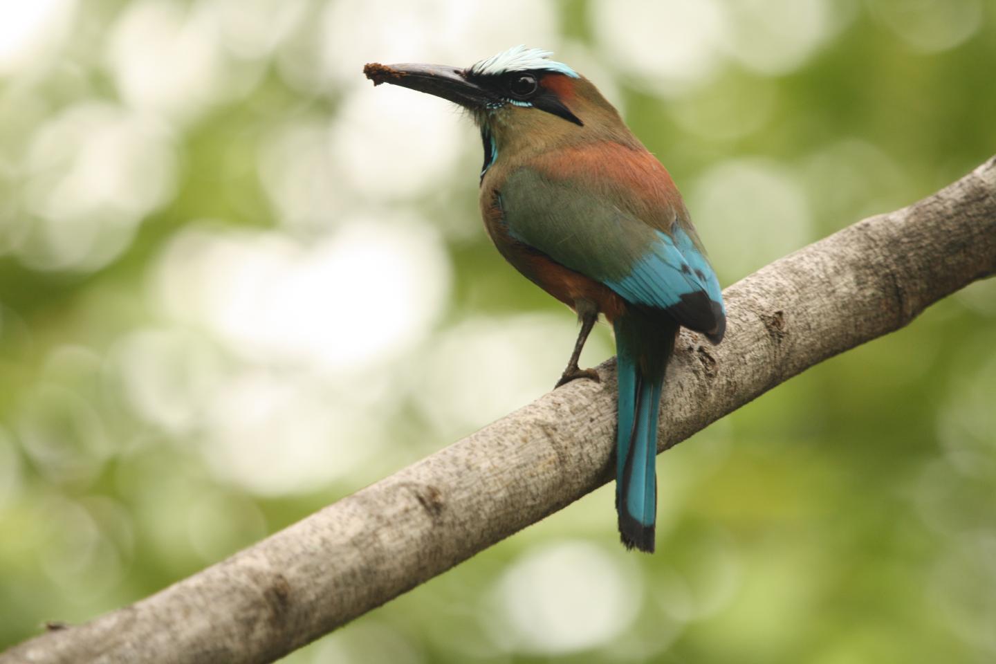 Motmot Bird in Costa Rica [IMAGE] | EurekAlert! Science News Releases