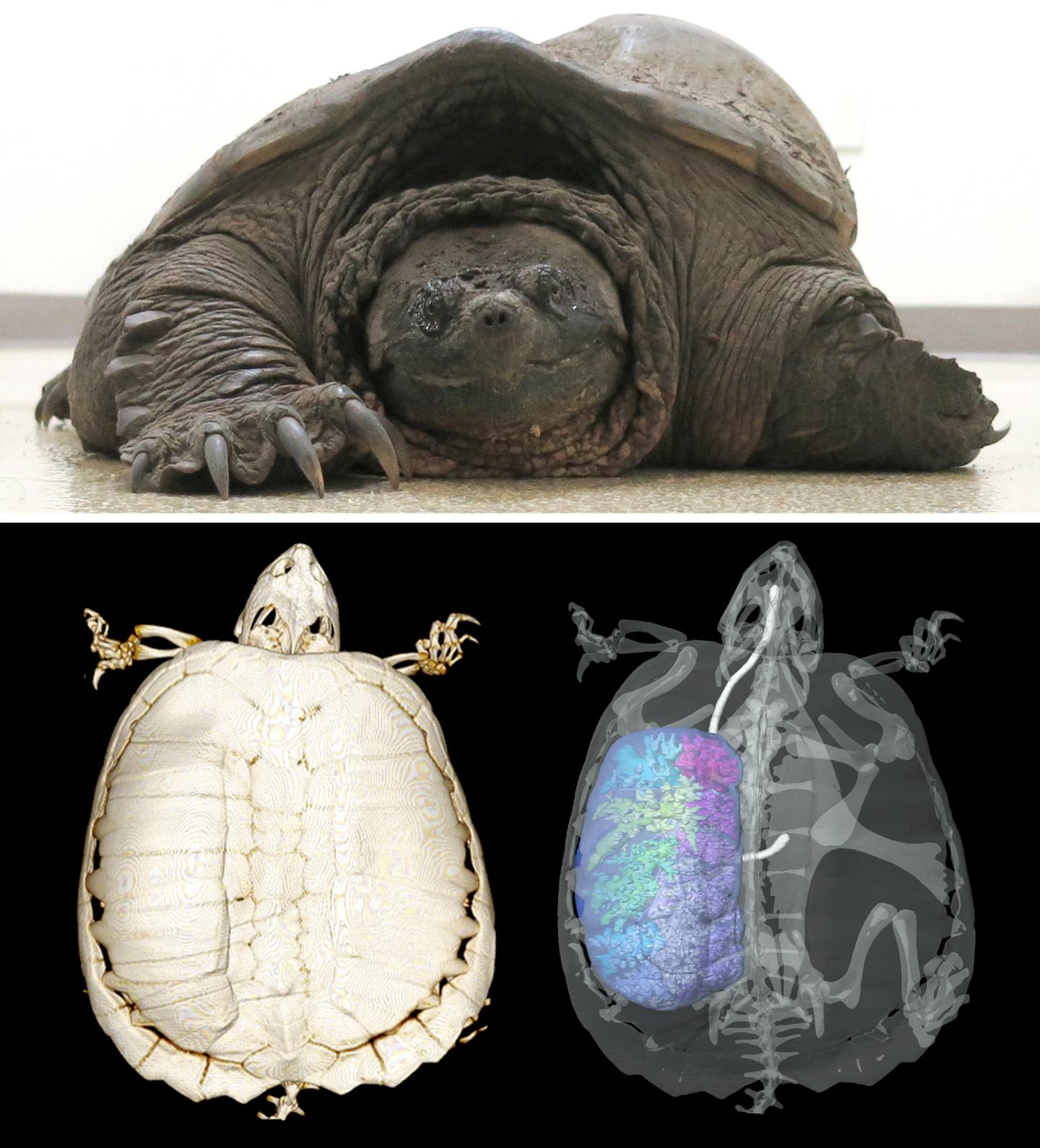 Turtle Shell Anatomy
