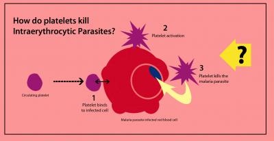 Platelets Attack Malaria Parasites with PF4 ( | EurekAlert!
