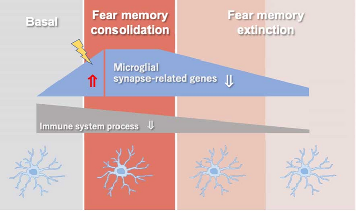 Synapse-related genes in microglia are change | EurekAlert!