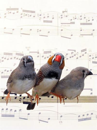 Babbling Baby Birds (1 of 5) | EurekAlert!