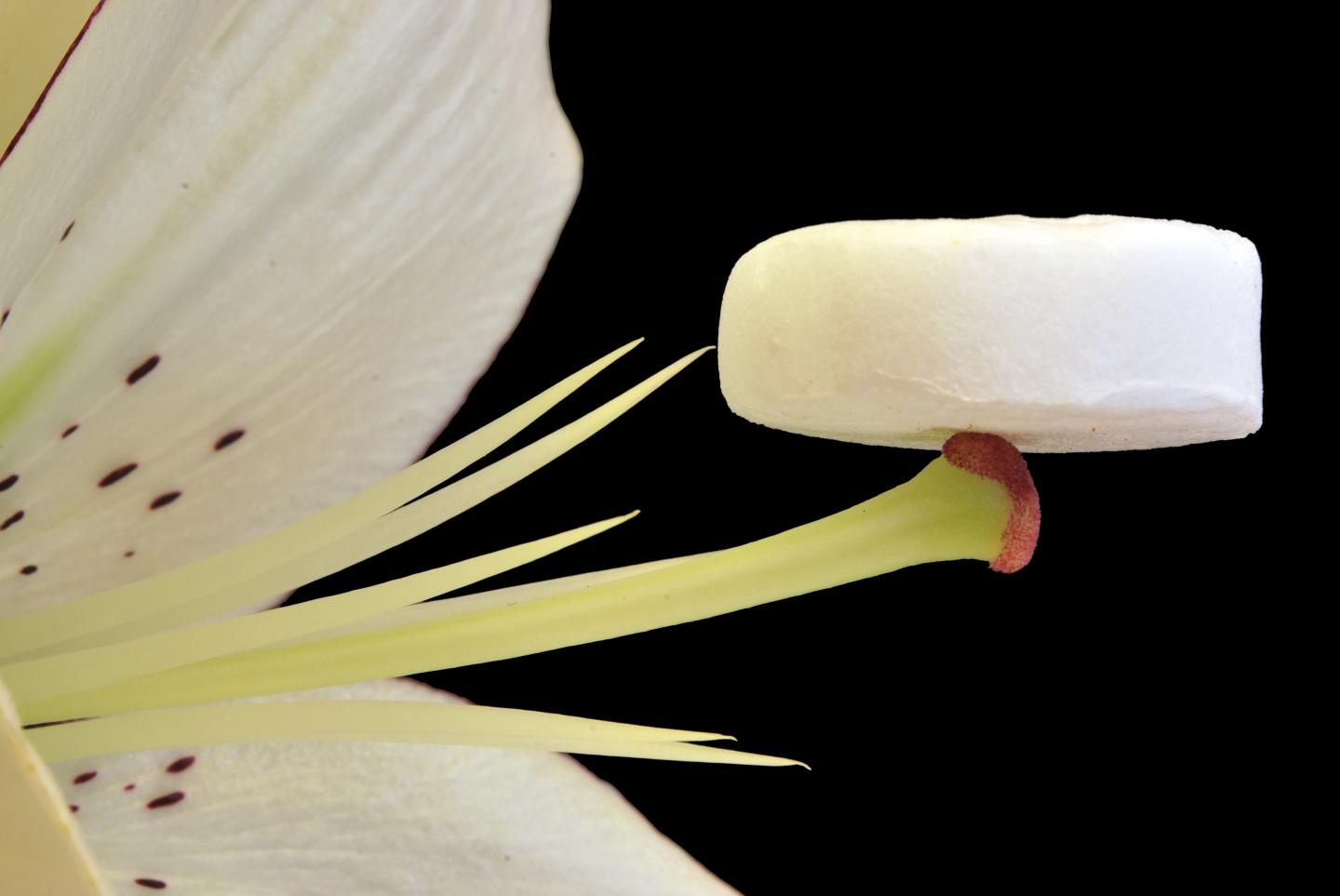 An aerogel made from plant cel [IMAGE] | EurekAlert! Science News Releases