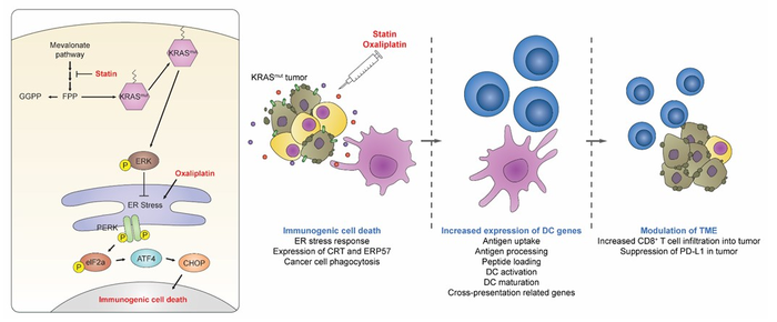 Immunotherapy for intractable mutant cancer u | EurekAlert!