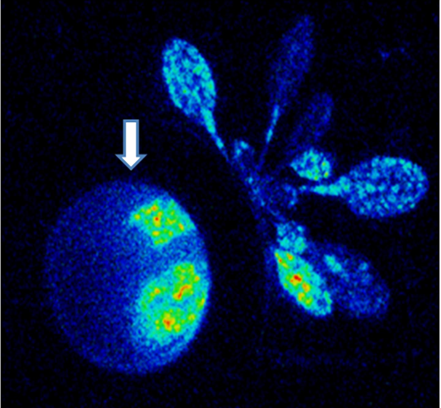 Calcium Concentration [IMAGE] | EurekAlert! Science News Releases