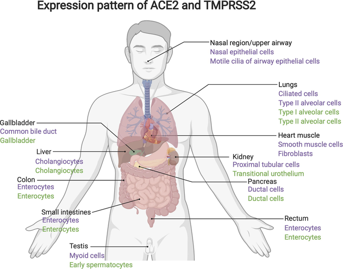 Figure 1 [IMAGE] | EurekAlert! Science News Releases