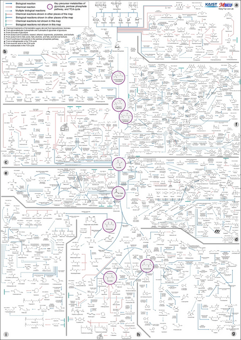 Interactive map of metabolical synthesis of c | EurekAlert!