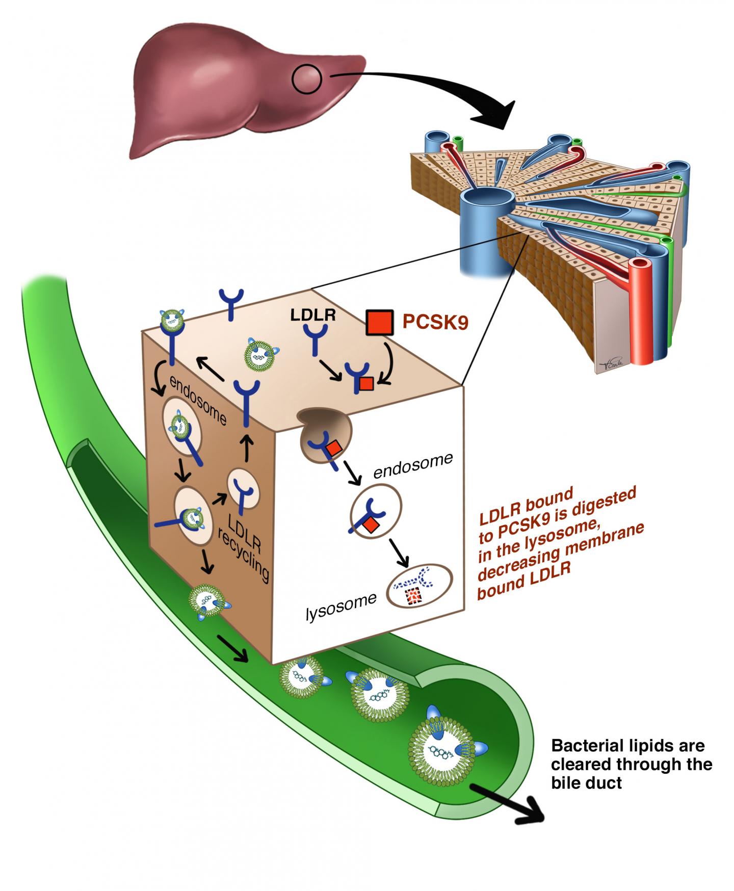 Cholesterol-Regulating Protein Linked to Seps | EurekAlert!