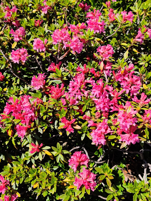 Rust-red alpine rose [IMAGE] | EurekAlert! Science News Releases