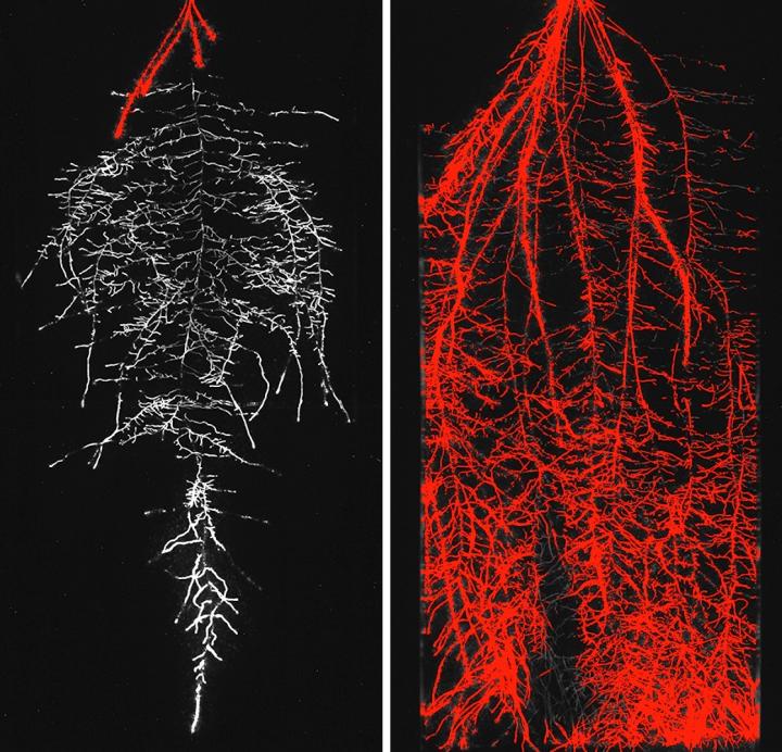 Crown Roots [IMAGE] | EurekAlert! Science News Releases
