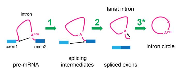 Splicing pathway [IMAGE] | EurekAlert! Science News Releases