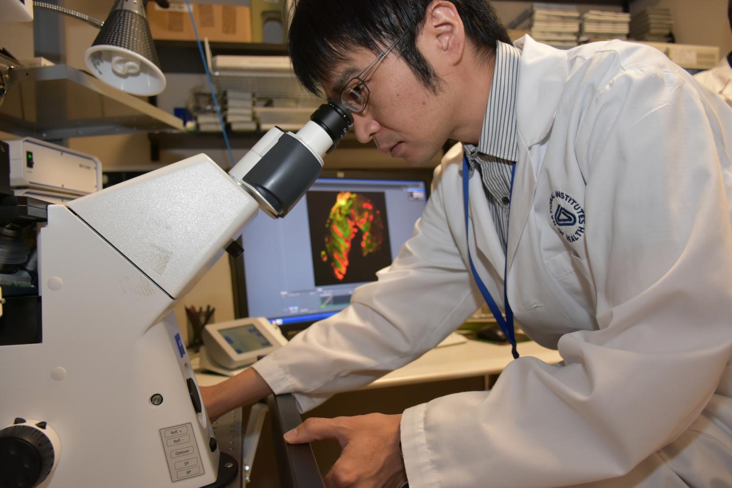 NIH Study Examines Processes Underlying Rapid | EurekAlert!