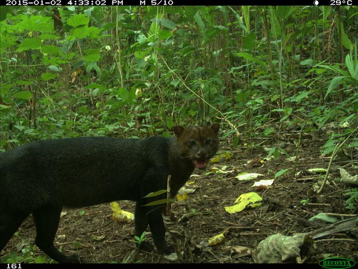 Jaguarundi [IMAGE] | EurekAlert! Science News Releases